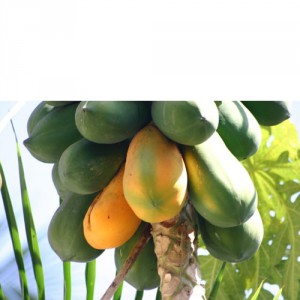 Papaya Red Lady - Fruchtlawine