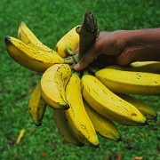 Banane Puwalu - Fruchtlawine