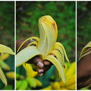 Banane Puwalu - Fruchtlawine