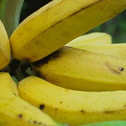 Banane Puwalu - Fruchtlawine