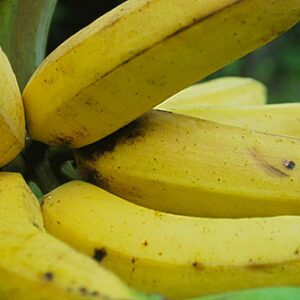 Banane Puwalu - Fruchtlawine