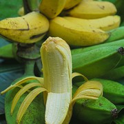 Banane Puwalu - Fruchtlawine