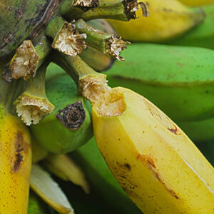 Banane Puwalu - Fruchtlawine