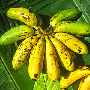 Banane Galan - Fruchtlawine